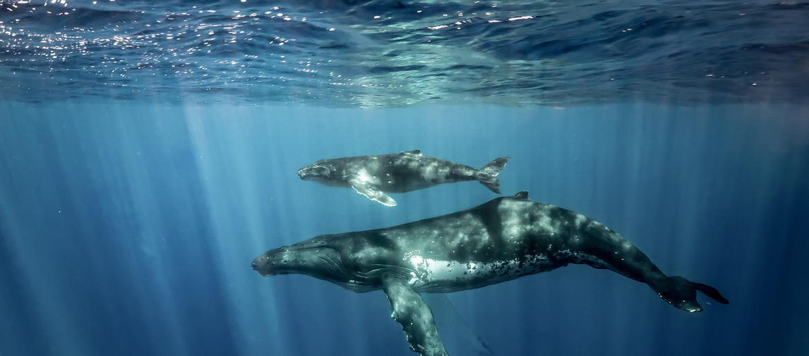Did Whales Have Legs WOMX Did Whales Have Legs WOMX